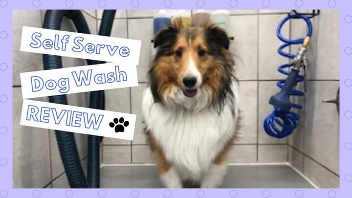32 Best DIY Dog Washing Ideas That You Will Love – DIY to Make